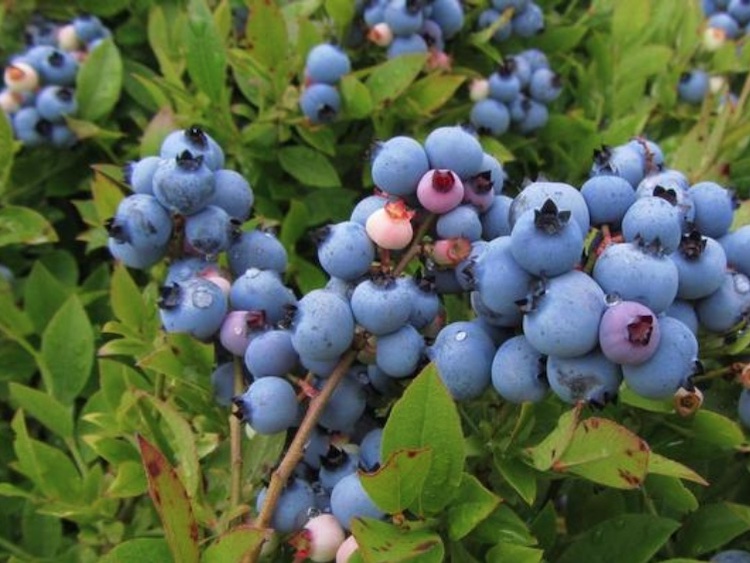 BASF Canada announces Cevya fungicide label expansion | The Grower